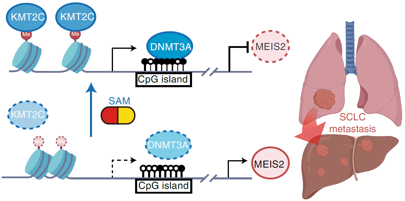 KMT2C deficiency promotes small cell lung cancer metastasis through ...