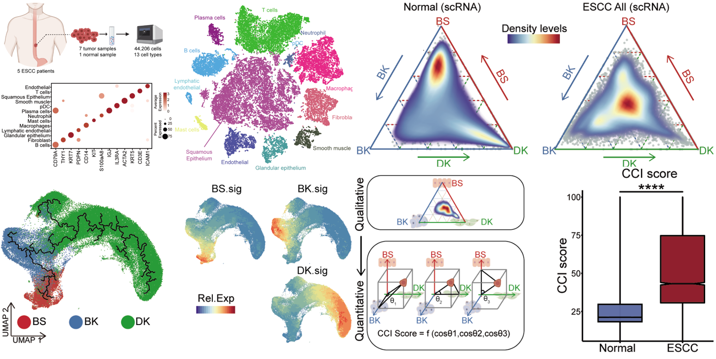 Identifying a confused cell identity for esophageal squamous cell ...